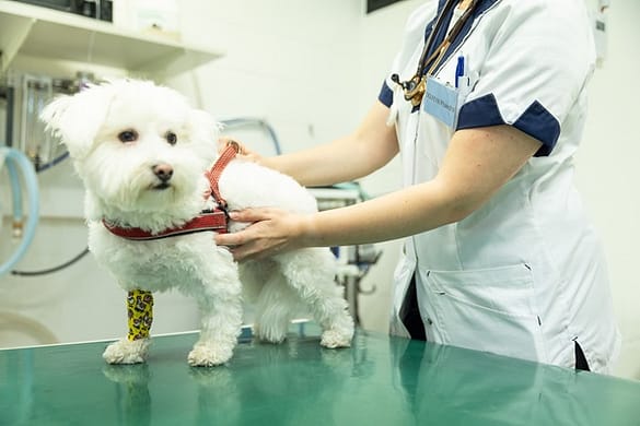Five-second heatwave test every dog owner needs to know - London ...