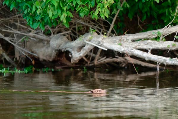 Mayor returns beavers to west London for the first time in 400 years ...