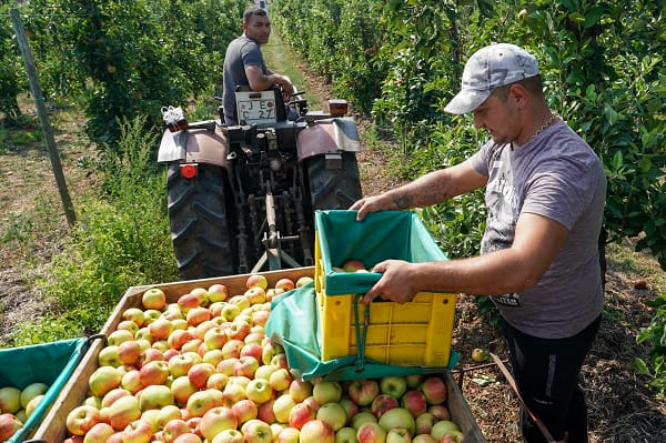 Farmers offer to pay up to £1,000 per week for veg and fruit pickers in ...