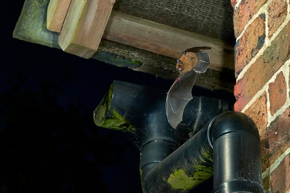 How to build alongside bats in London - London Business News ...
